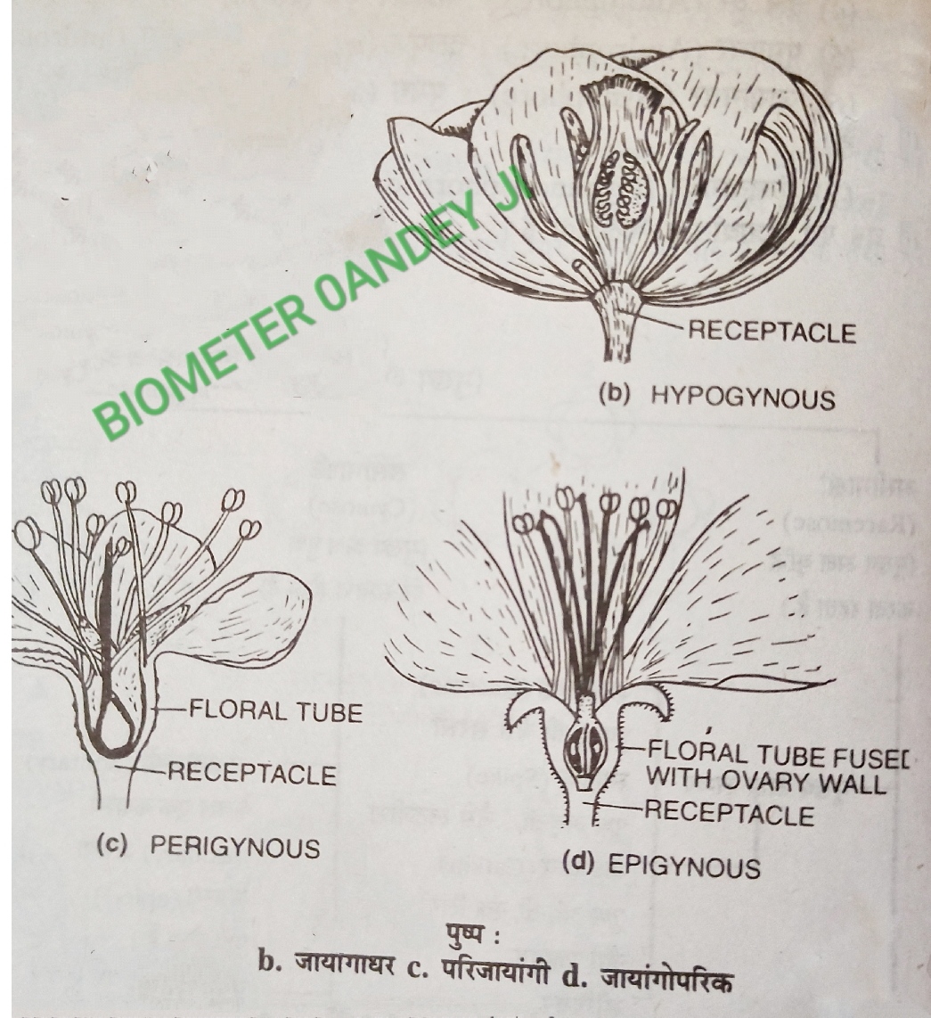 Anatomy Of Flower - biologylecture