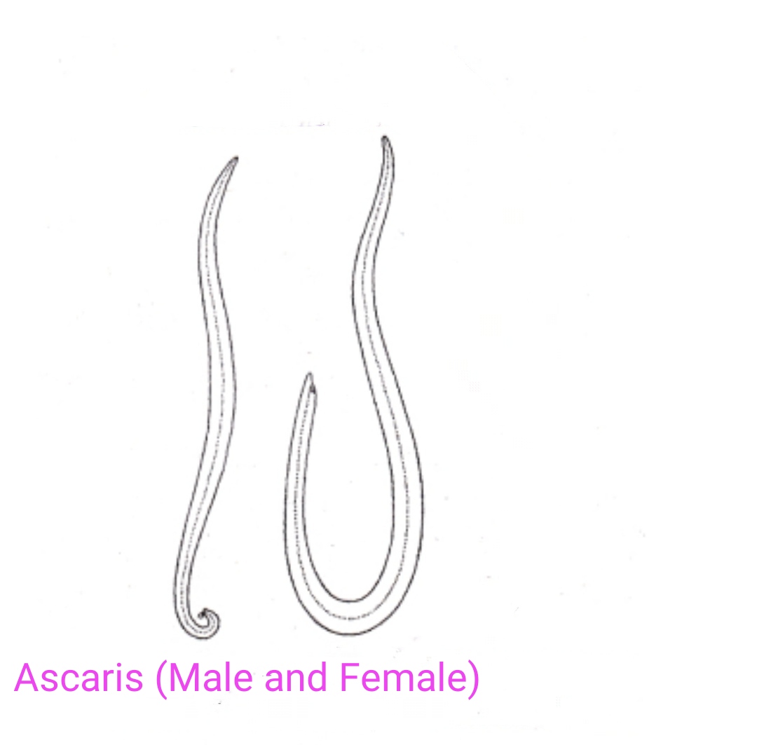 Characteristics Of Nematoda - biologylecture